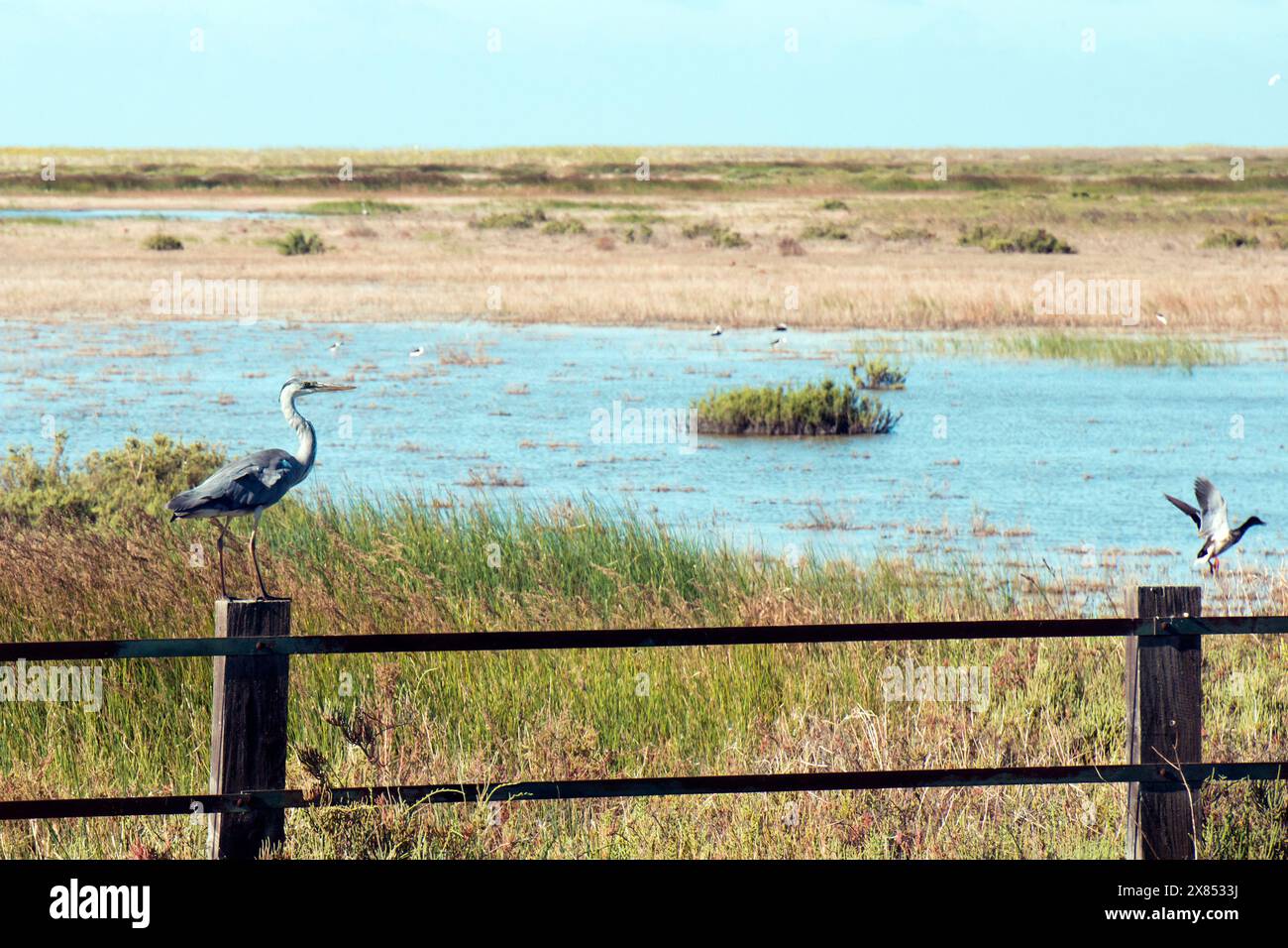 The grey heron (Ardea cinerea) is a long-legged wading bird of the ...