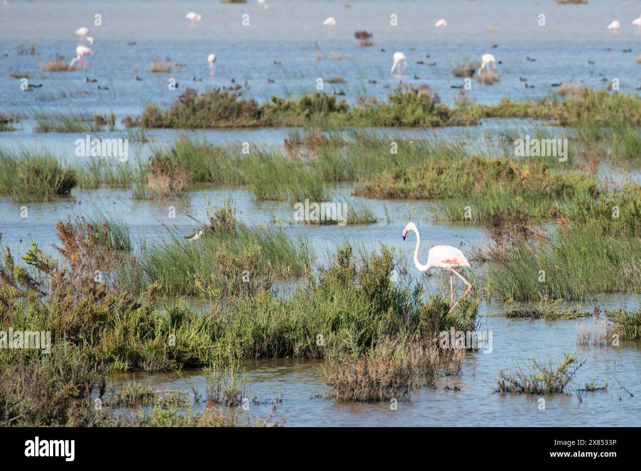 Beautiful flamingos resting on water hi-res stock photography and ...