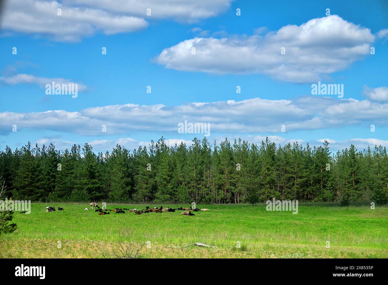 An old artificial pine forest. A flock of sheep is resting in a ...
