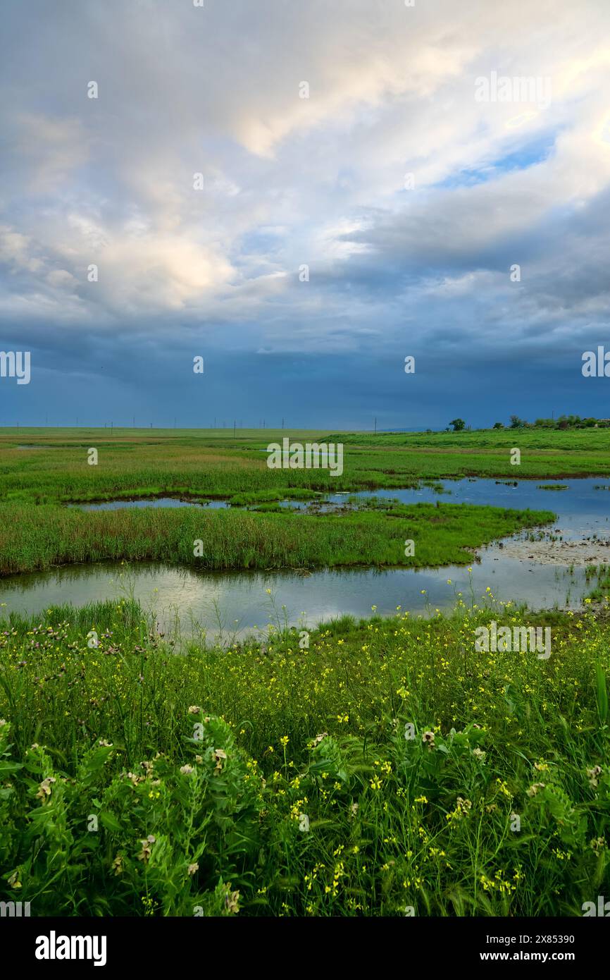 Helophytic species hi-res stock photography and images - Alamy