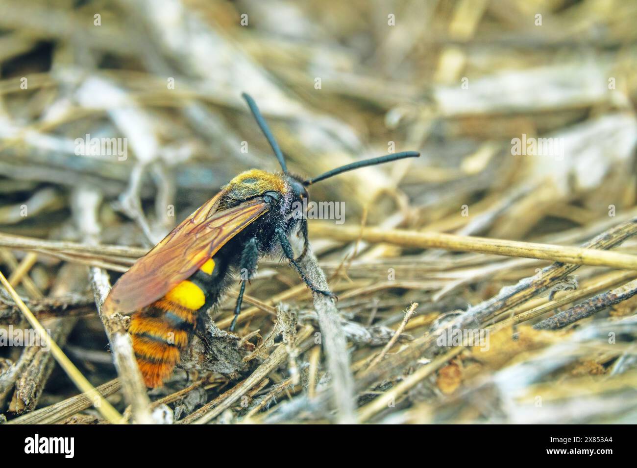 Mammoth wasp (Megascolia maculata, female, largest Hymenoptera) moves ...