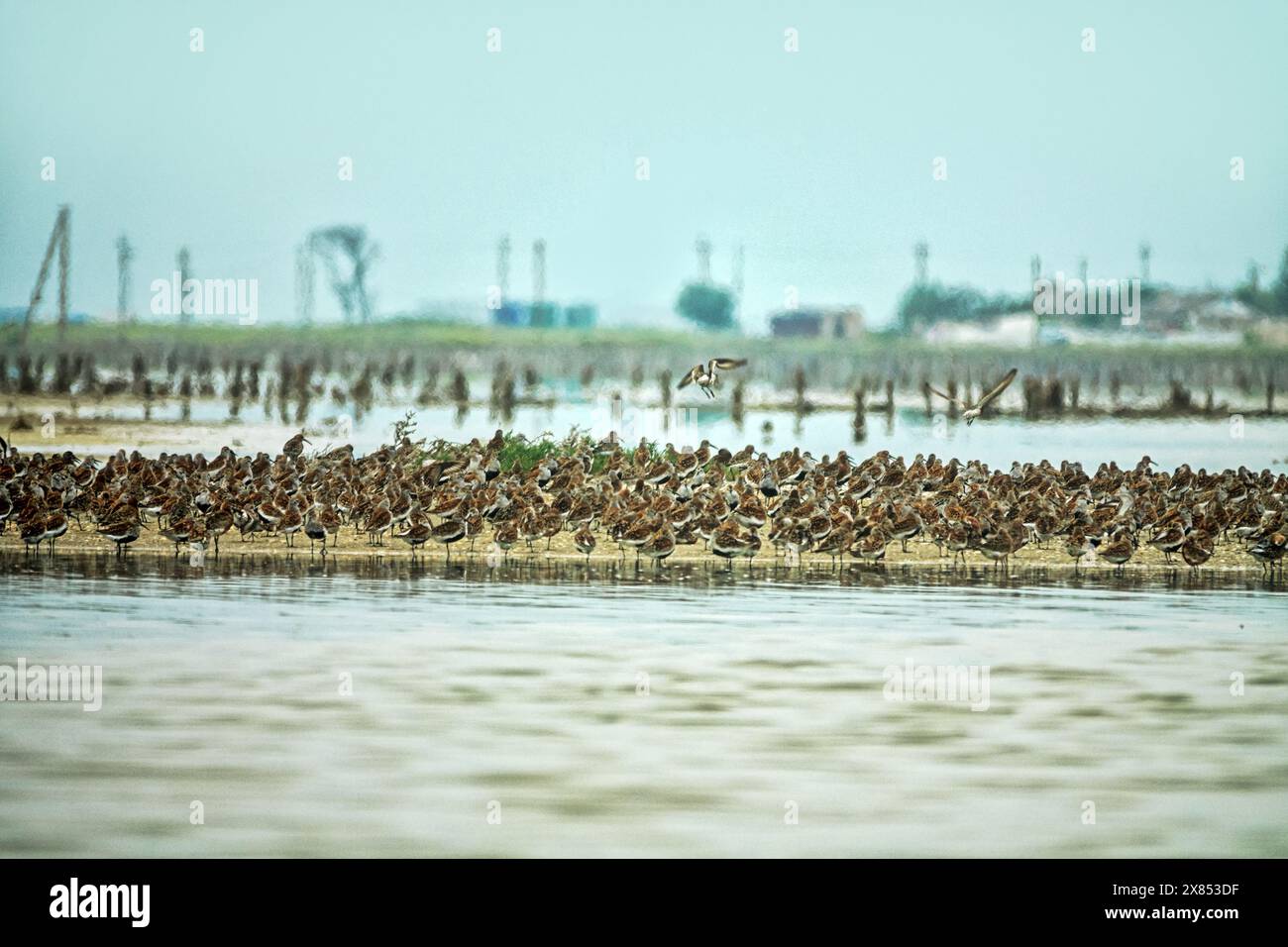 Migrating limicolae (stints, dunlin and curlew sandpiper predominate ...
