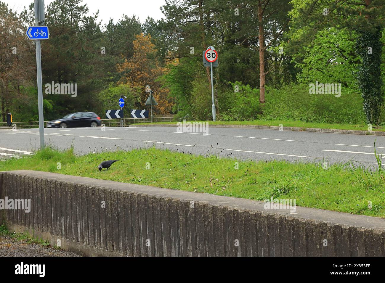 A black raven foraging on grassland beside a main road. 27 April 2024 ...