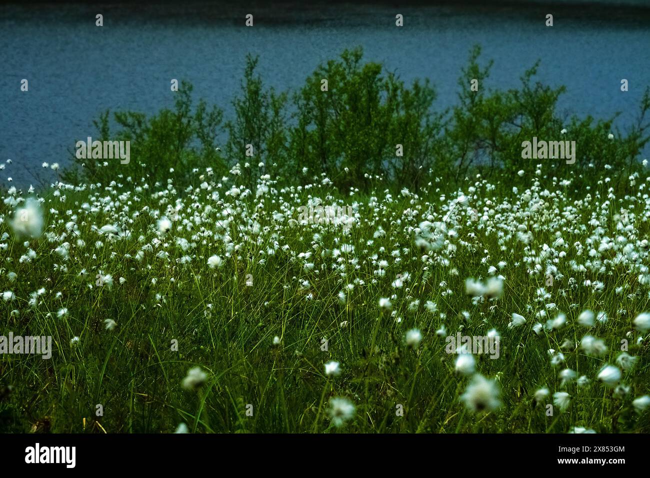Wet tundra with horsetail and Cotton grass (Eriophorum sp.) Kola ...