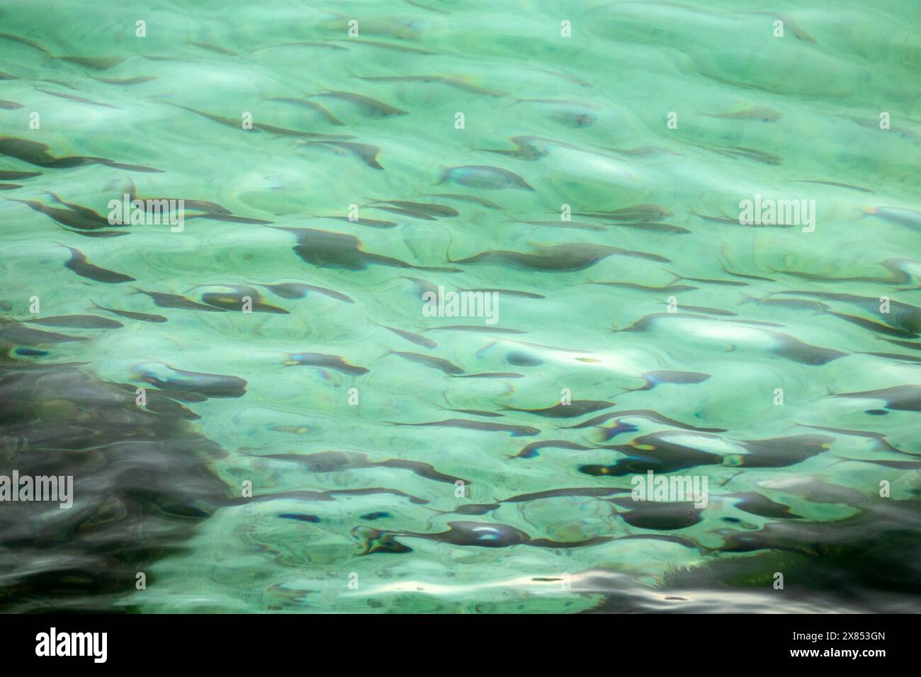 A flock of fish (fish school) under the rippling surface of the sea ...