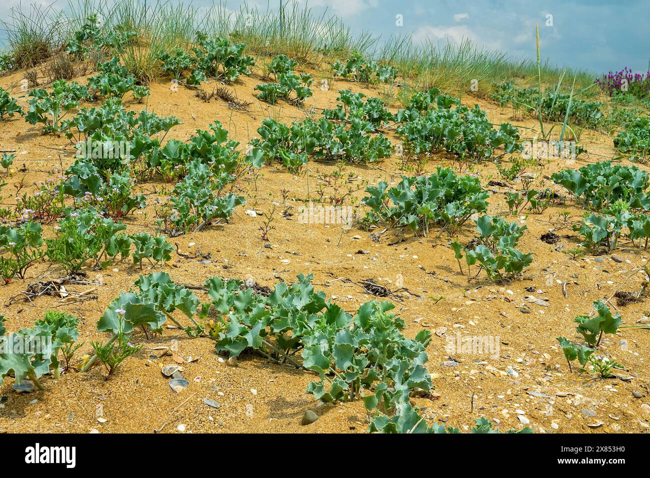 Sea holly (Eryngium maritimum) on sandy beach in northern part of Black ...