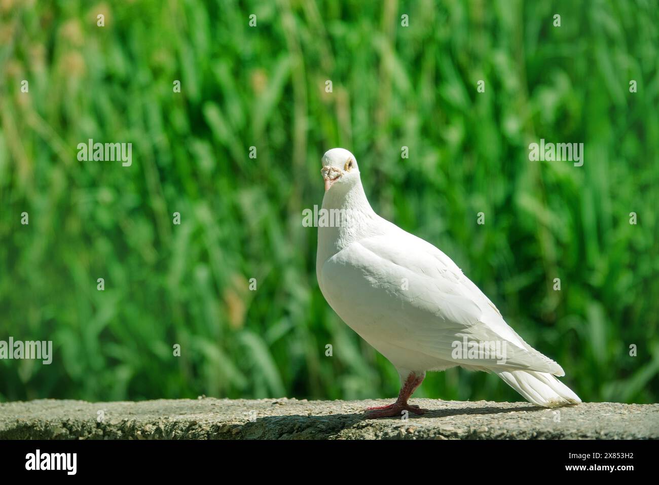 A white pigeon. A breed of pigeons (turbit) like paloma. Bird of peace ...