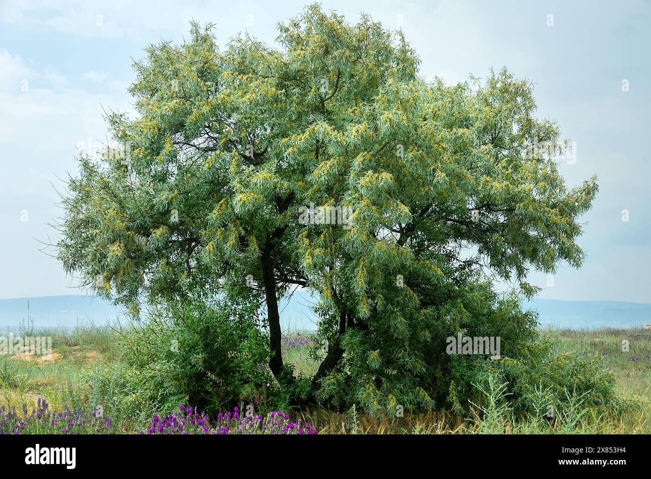Russian olive (Elaeagnus angustifolia angustifolia) blooms in North ...
