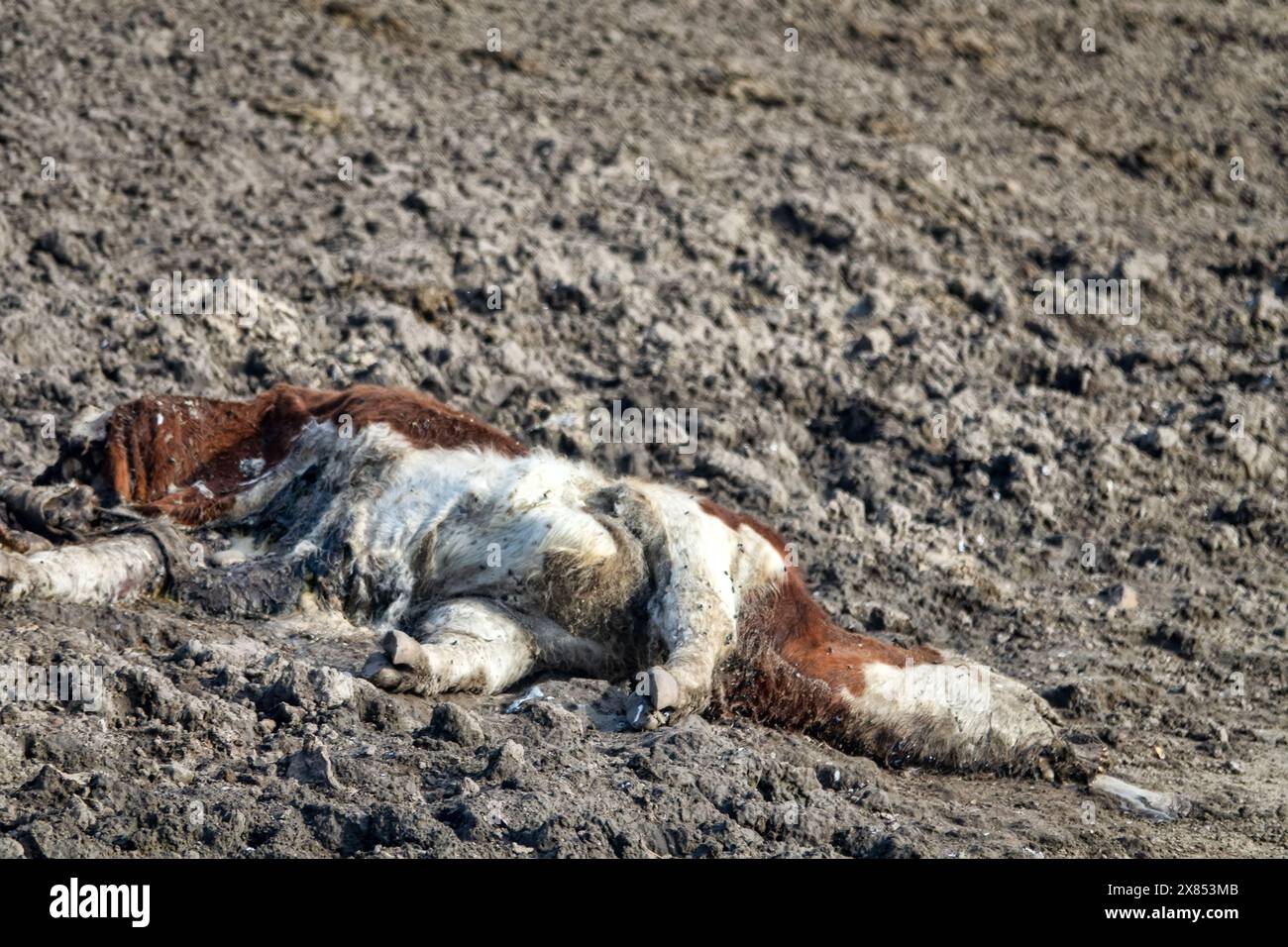 Rinderpest cattle plague hi-res stock photography and images - Alamy