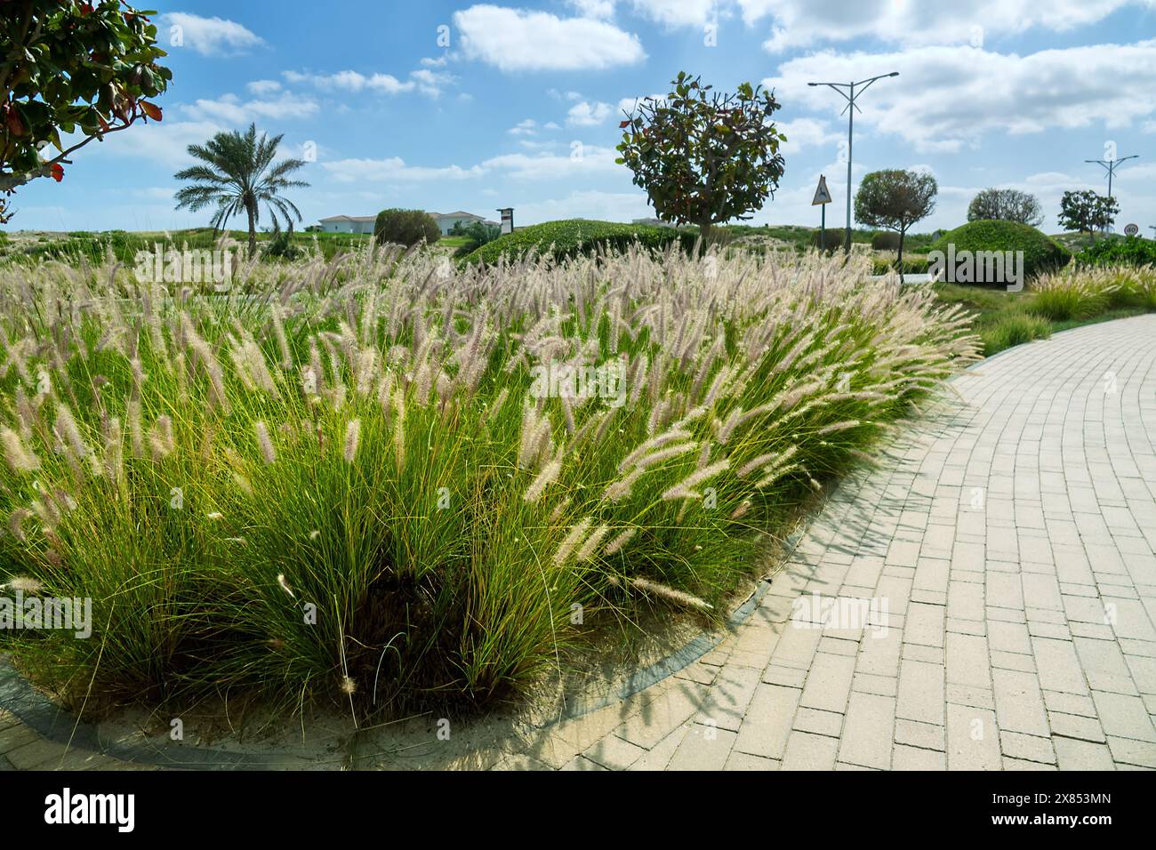 Abu Dhabi desert park. Ornamental grass in the flowerbed. United Arab ...