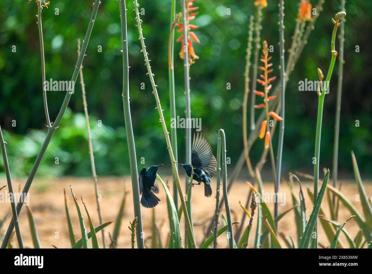 Purple sunbird on bird paradise hi-res stock photography and images - Alamy