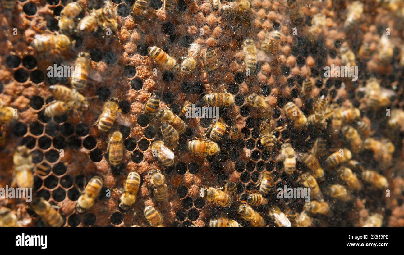 Bees pack honeycomb with bee bread Stock Photo - Alamy