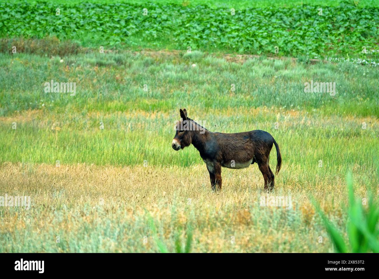 Black Tatar donkey in the Crimean steppe Stock Photo - Alamy