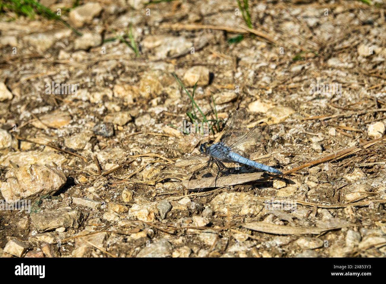 Southern skimmer (Orthetrum brunneum) male. Eastern Crimea, Kerch ...
