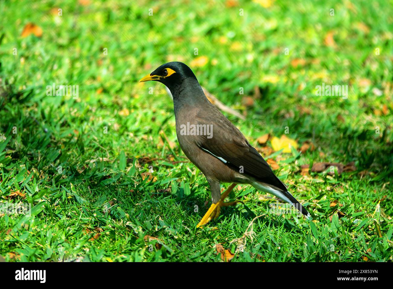 Indian myna (Acridotheres tristis) in Abu Dhabi Stock Photo - Alamy