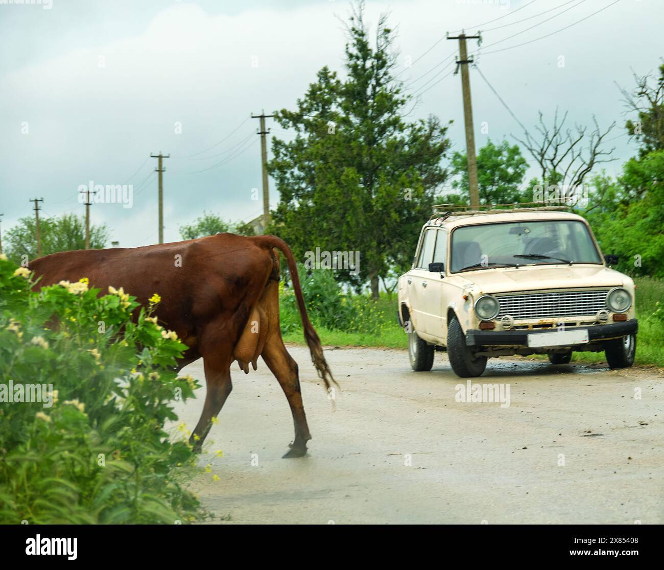 A cow crosses the road in front of a car. Soviet Zhiguli VAZ-2101 car ...