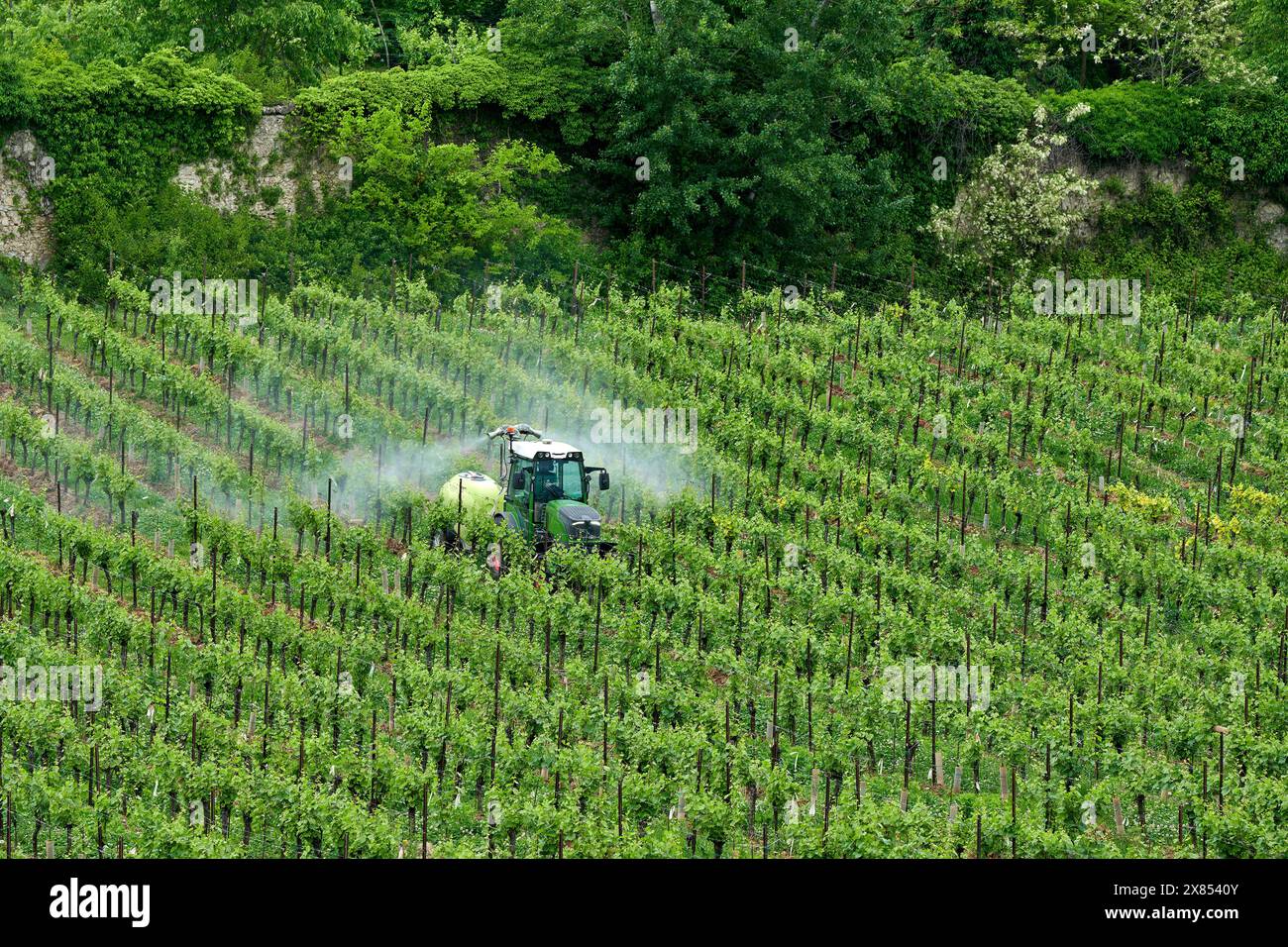 Rovato (Bs),Italy, pesticide treatments in a vineyard Stock Photo - Alamy