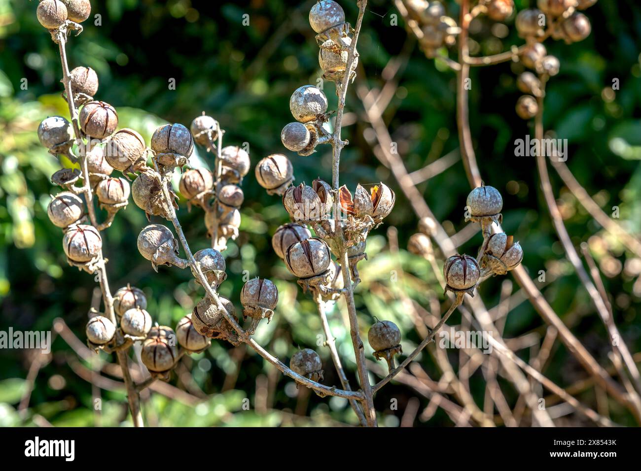 Seeds of the Queen's flower trees Stock Photo - Alamy