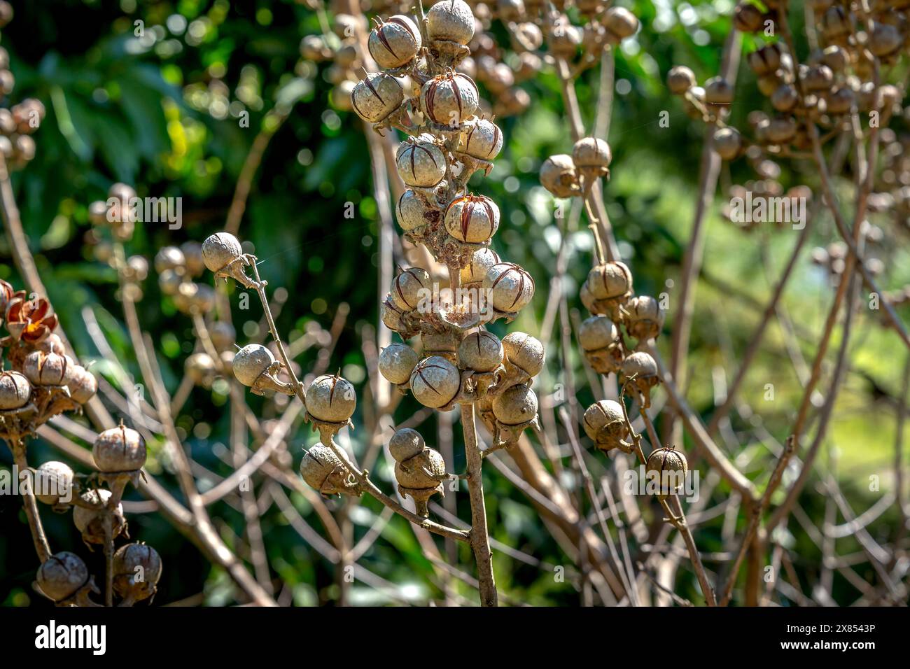 Seeds of the Queen's flower trees Stock Photo - Alamy