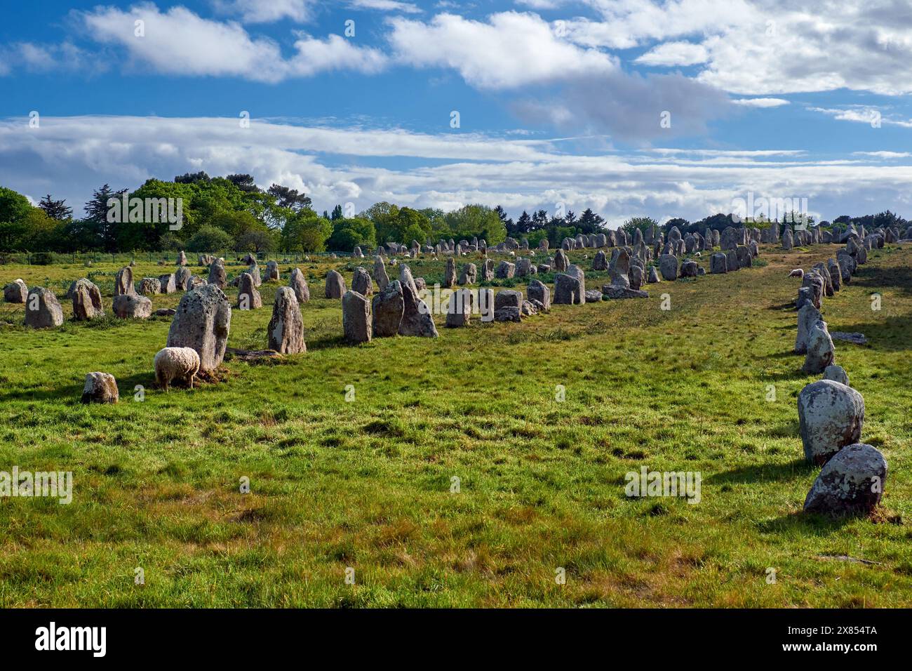 Stone alignments in Carnac, Brittany, France Stock Photo - Alamy