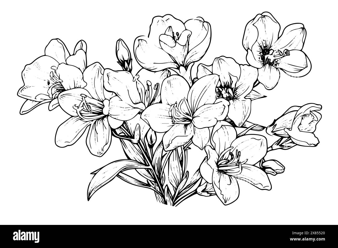 Freesia flower hand drawn ink sketch. Engraved style vector ...