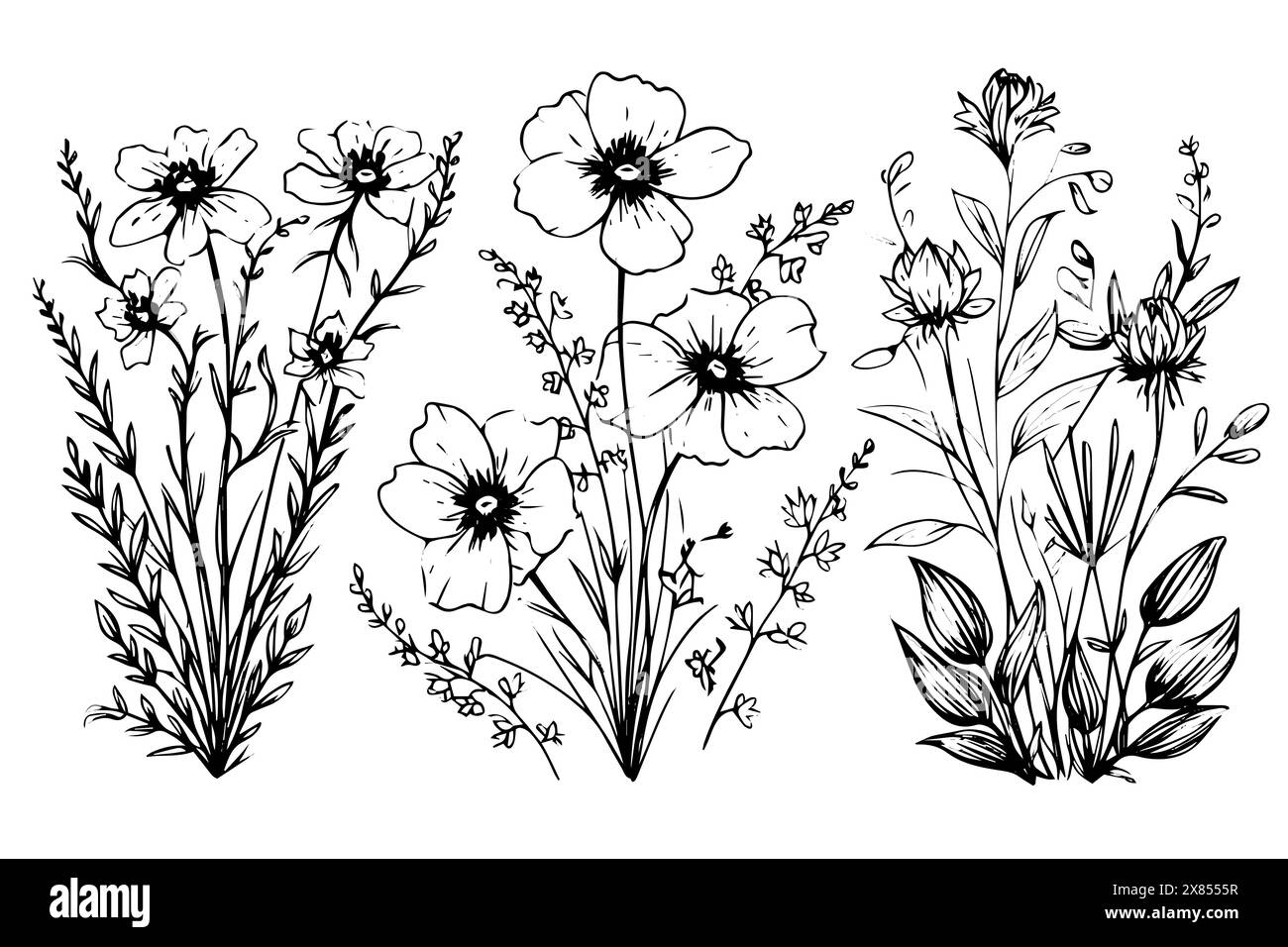 Hand drawn ink sketch of meadow wild flower set. Engraved style vector ...