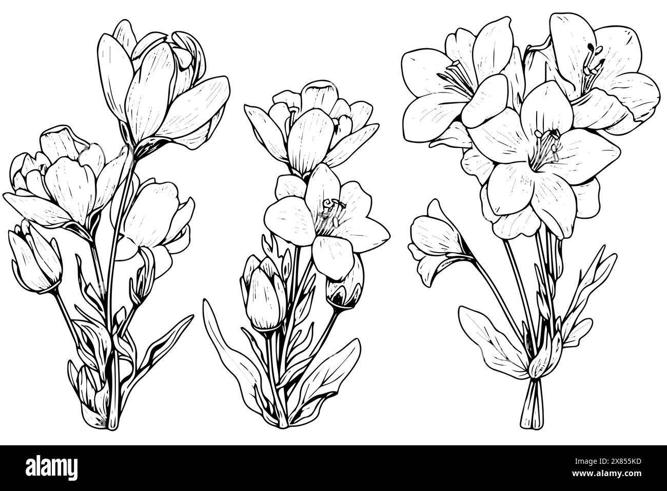 Freesia flower hand drawn ink sketch. Engraved style vector ...