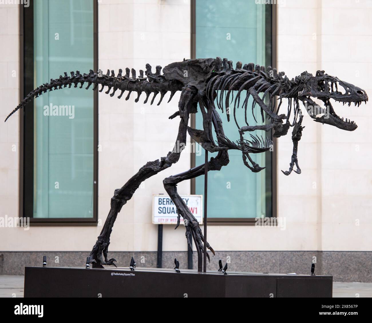 London, UK - February 26th 2024: A bronze statue of a Tyrannosaurus Rex ...