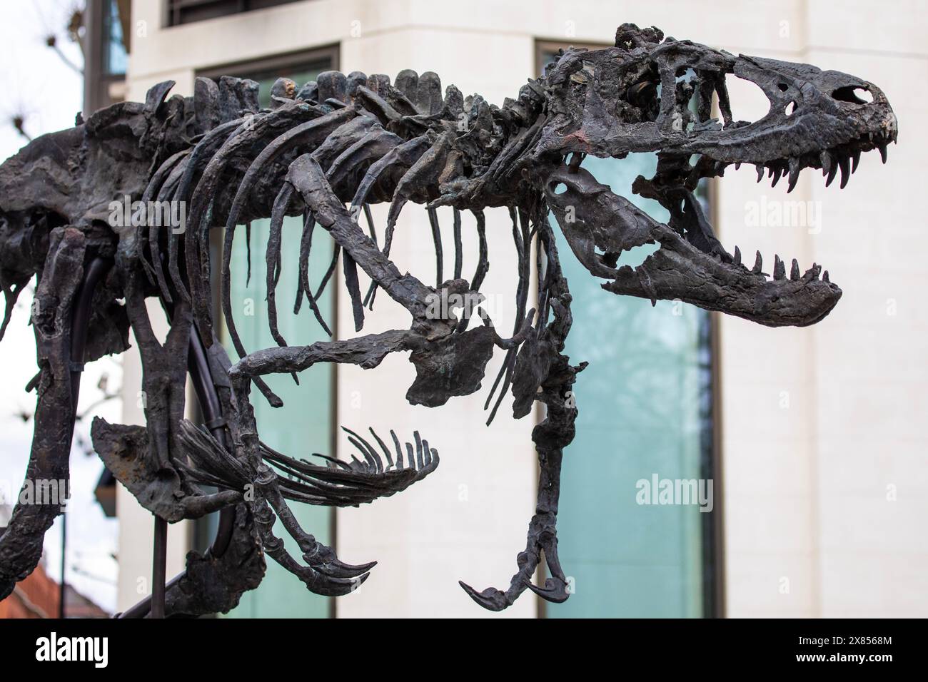 London, UK - February 26th 2024: A bronze statue of a Tyrannosaurus Rex ...