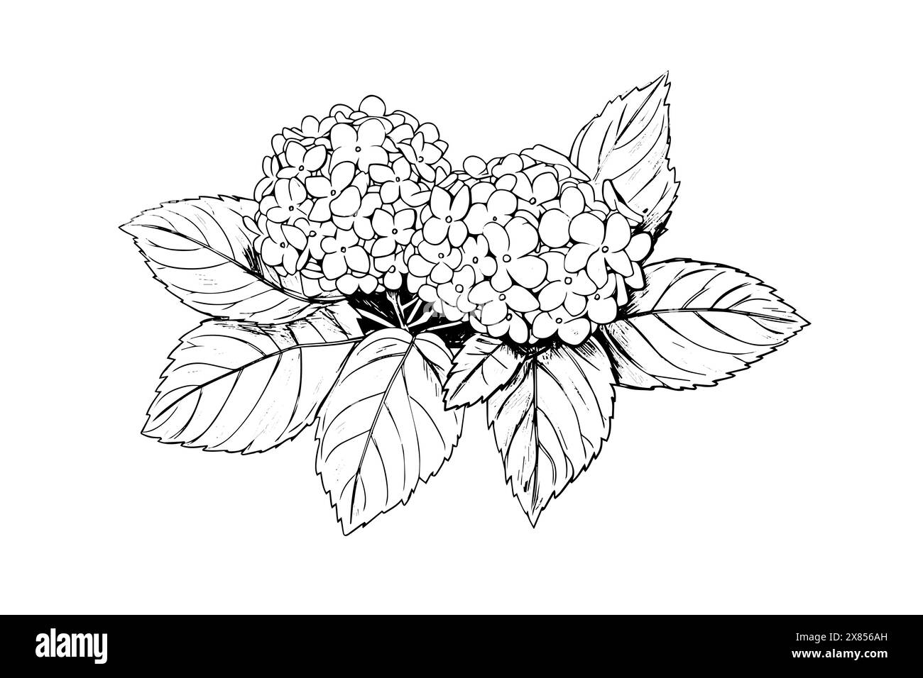 Hand drawn ink sketch hydrangea flowers. Vector illustration in ...