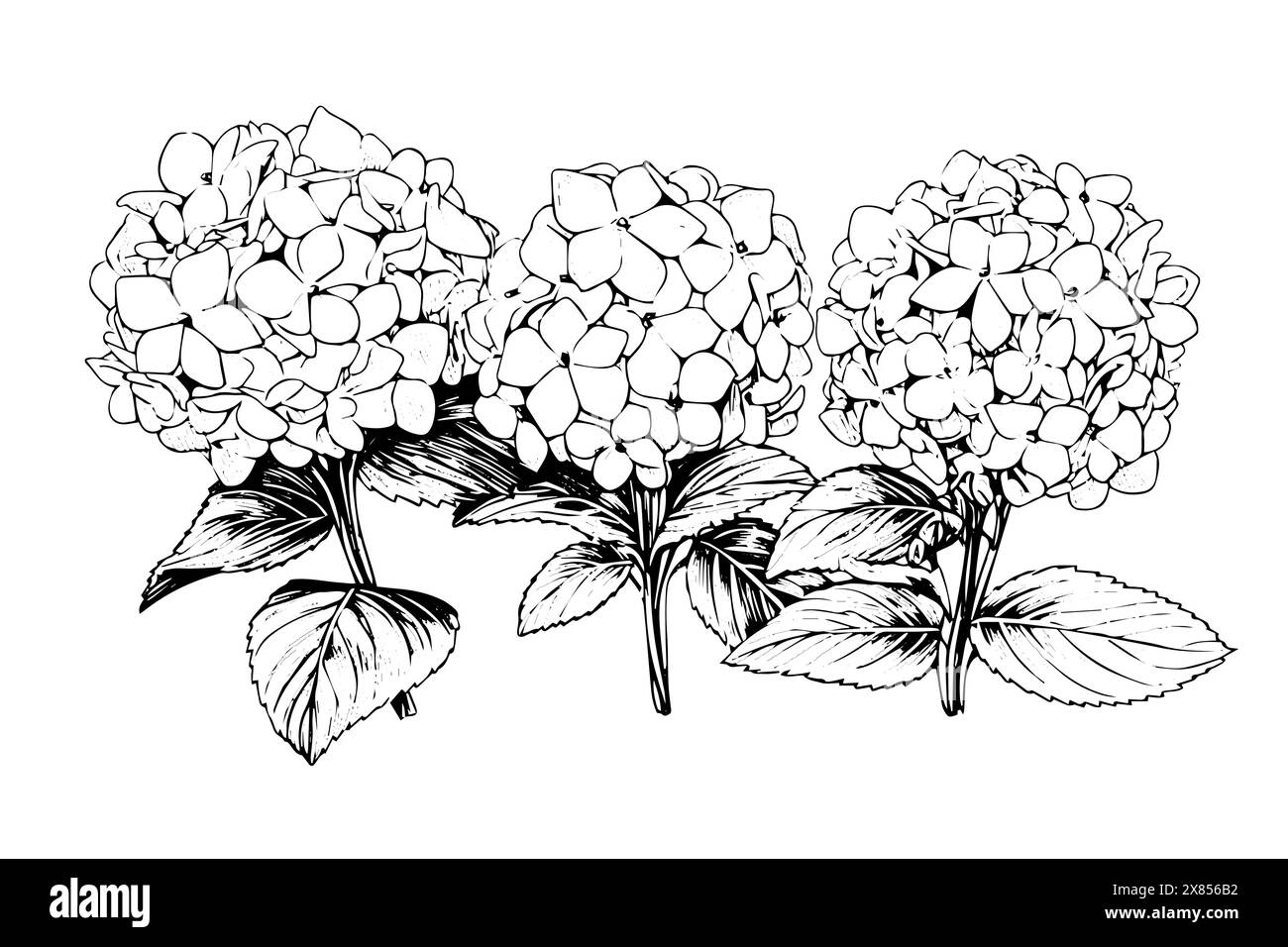 Vintage Hand-Drawn Hydrangea Vector Illustration: Sketch of Hortensia ...