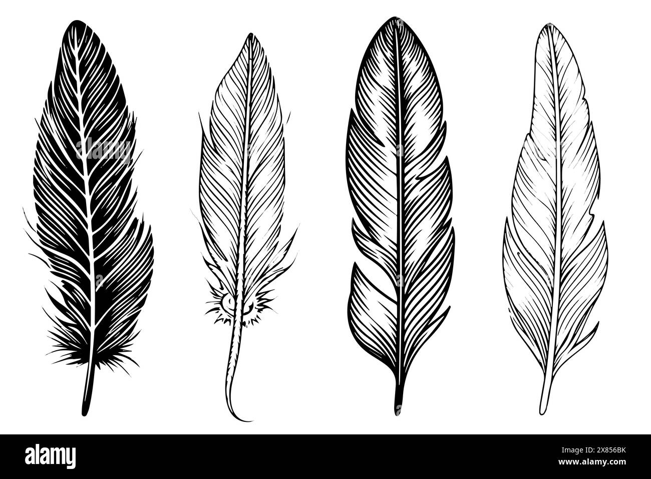 Set of feather engraved in sketch style isolated on white background ...