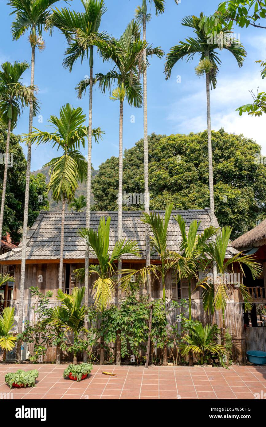 Rural Vietnam: bamboo house with green areca trees in front of the yard ...