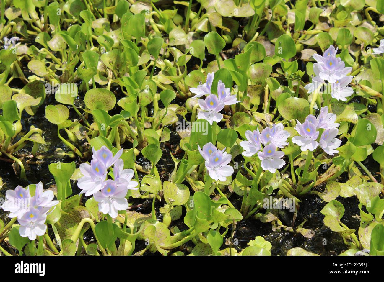 Beautiful beauty of nature Common water hyacinth flower Stock Photo - Alamy
