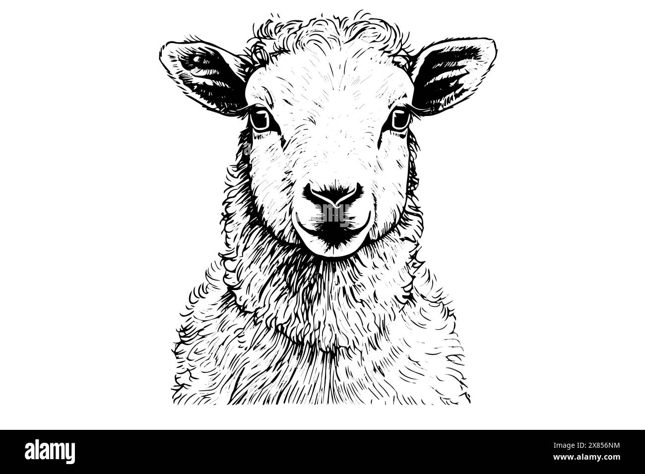 Cute sheep hand drawn ink sketch. Engraved style vector illustration ...