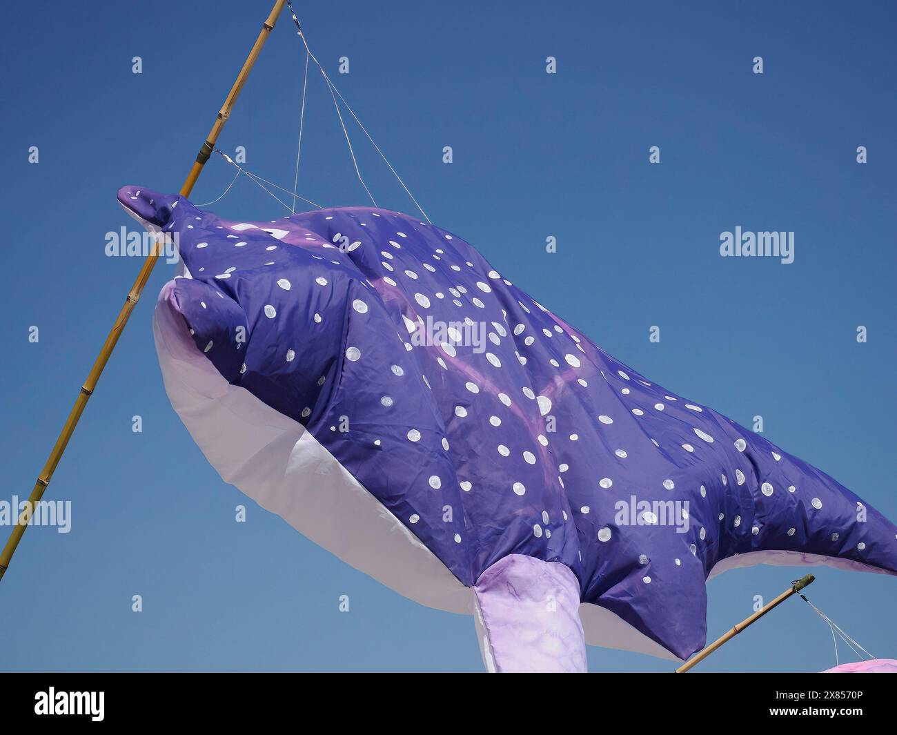 Manta ray maori hi-res stock photography and images - Alamy
