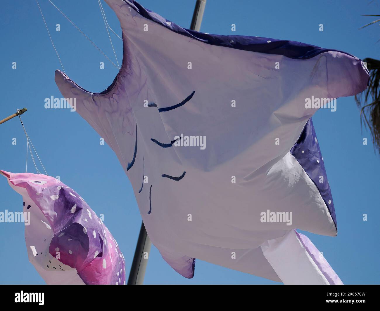 Manta ray maori hi-res stock photography and images - Alamy