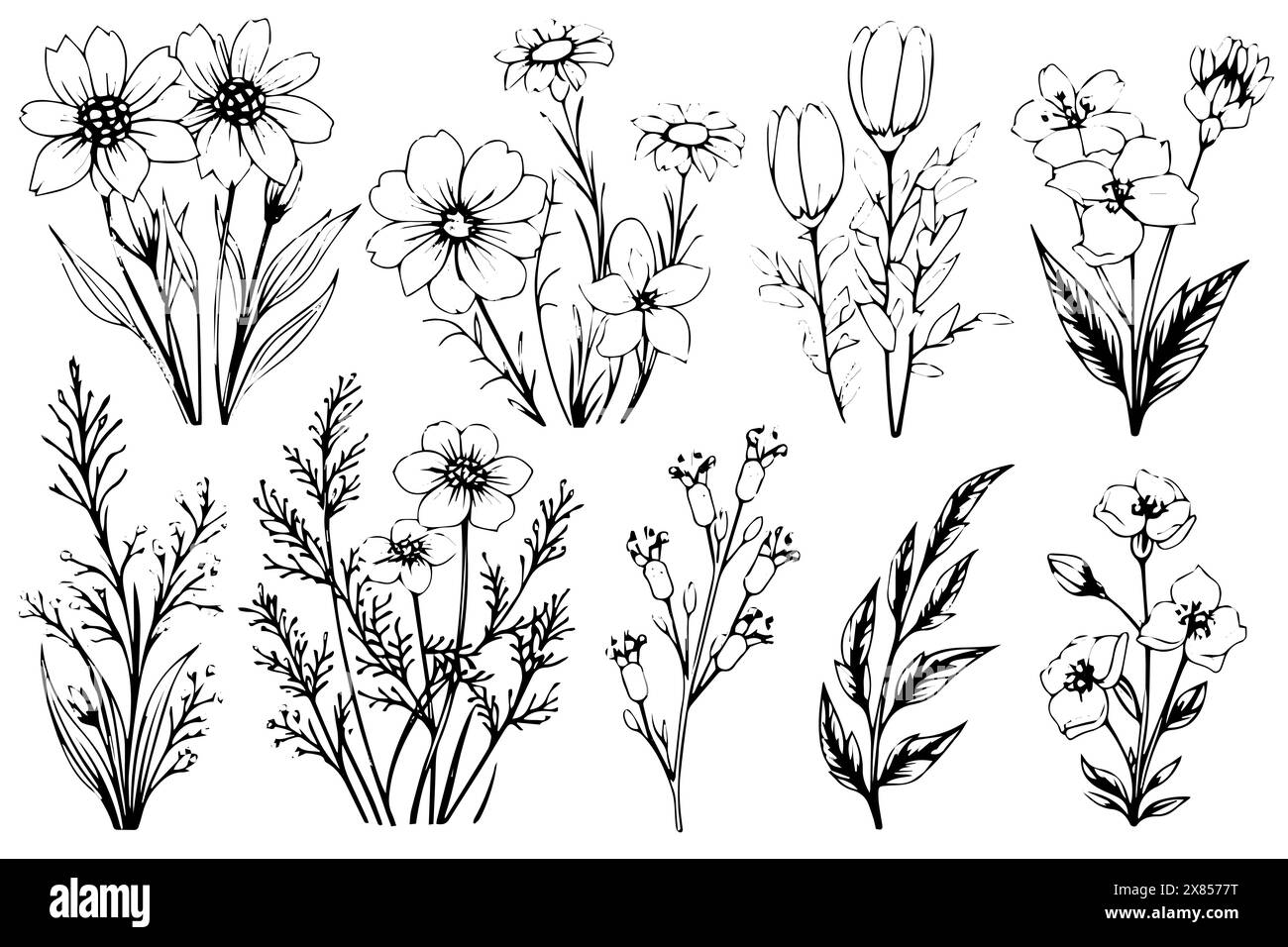 Hand drawn ink sketch of meadow wild flower set. Engraved style vector ...