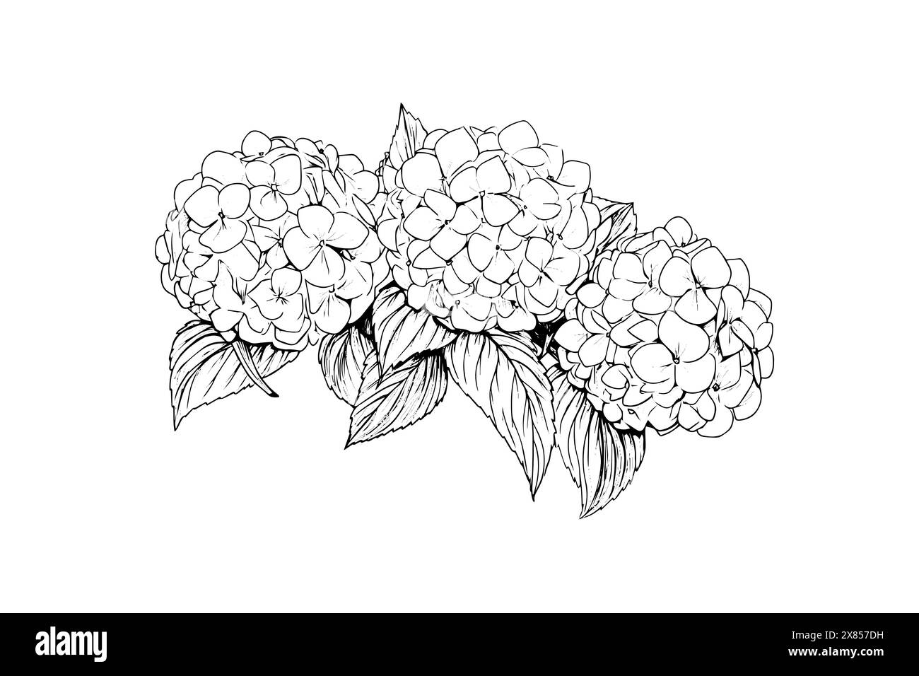 Hand drawn ink sketch hydrangea flowers. Vector illustration in ...