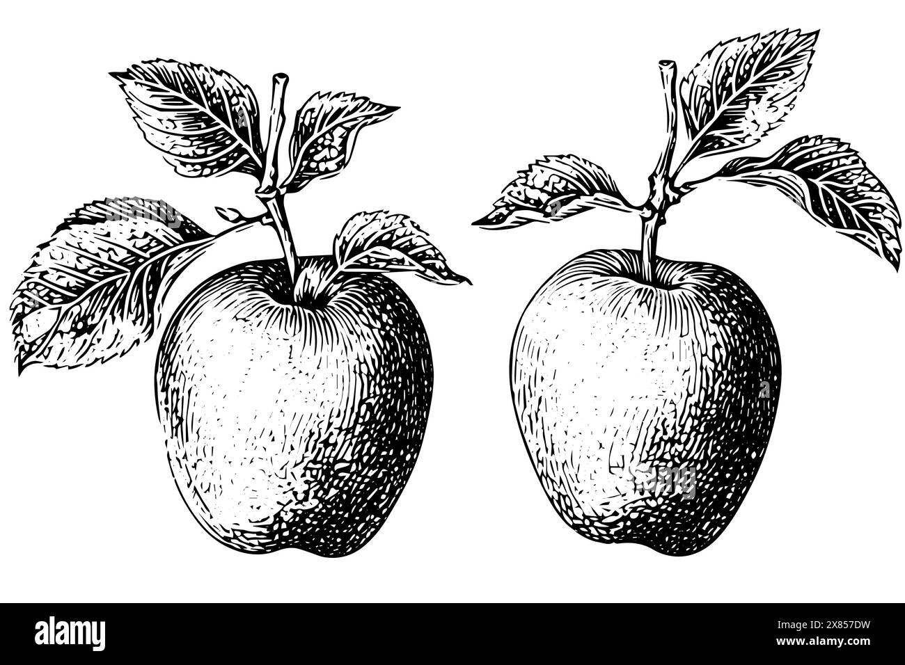 Apple fruit hand drawn ink sketch. Engraved style vector illustration ...