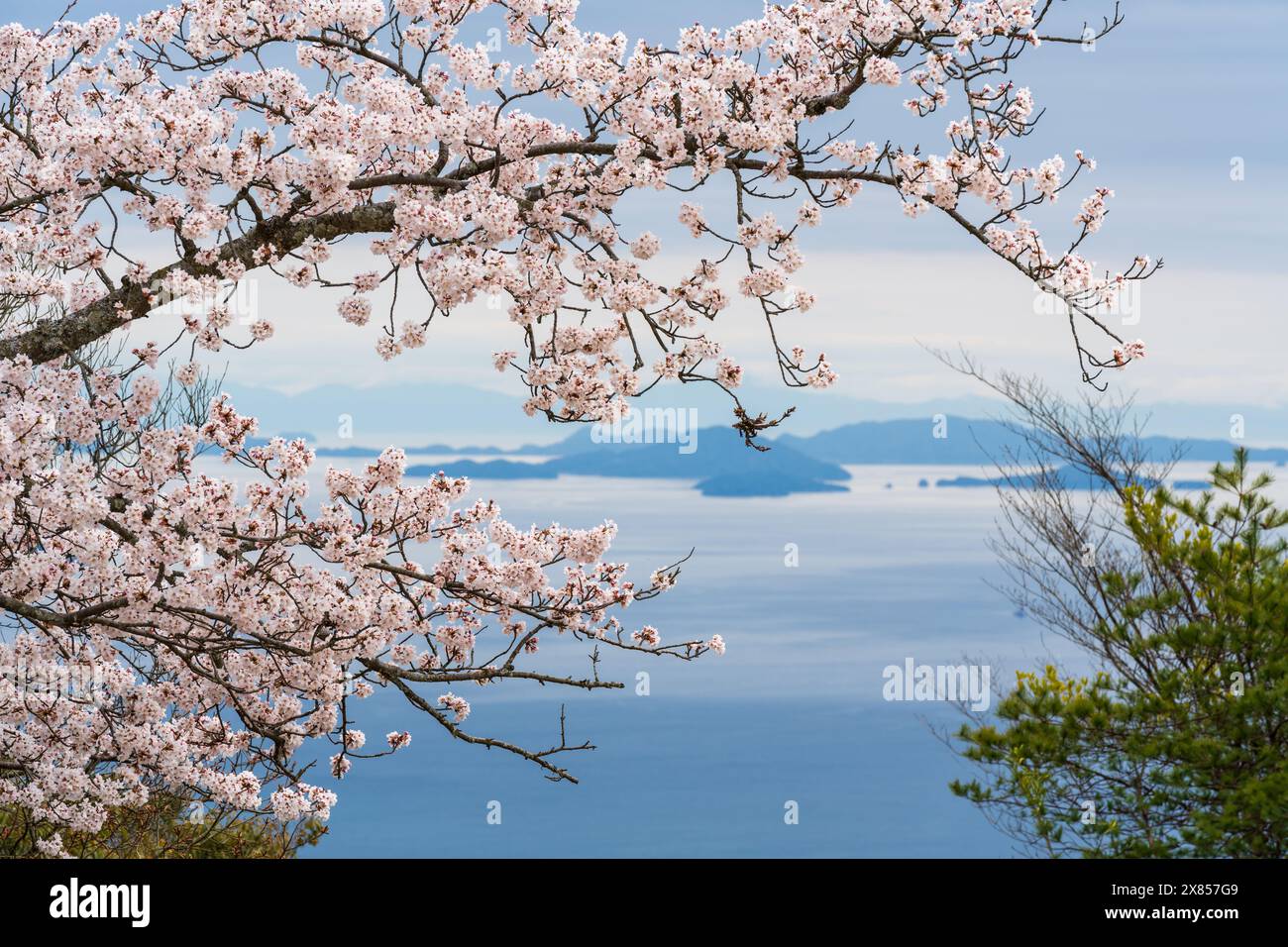 Islands of the Seto Inland Sea with cherry blossoms in full bloom in ...