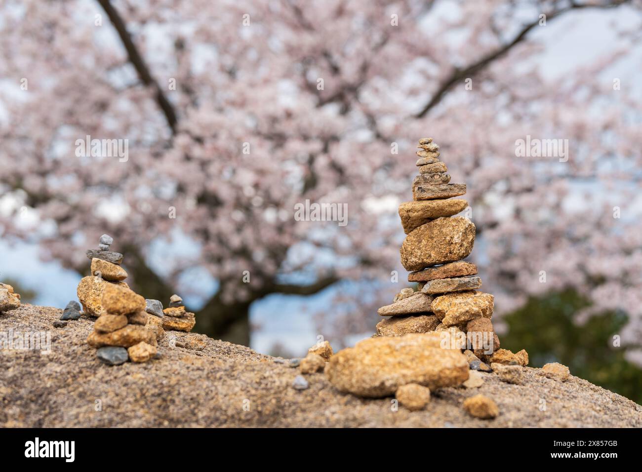 Balancing stones with cherry blossoms in springtime in Miyajima Island ...