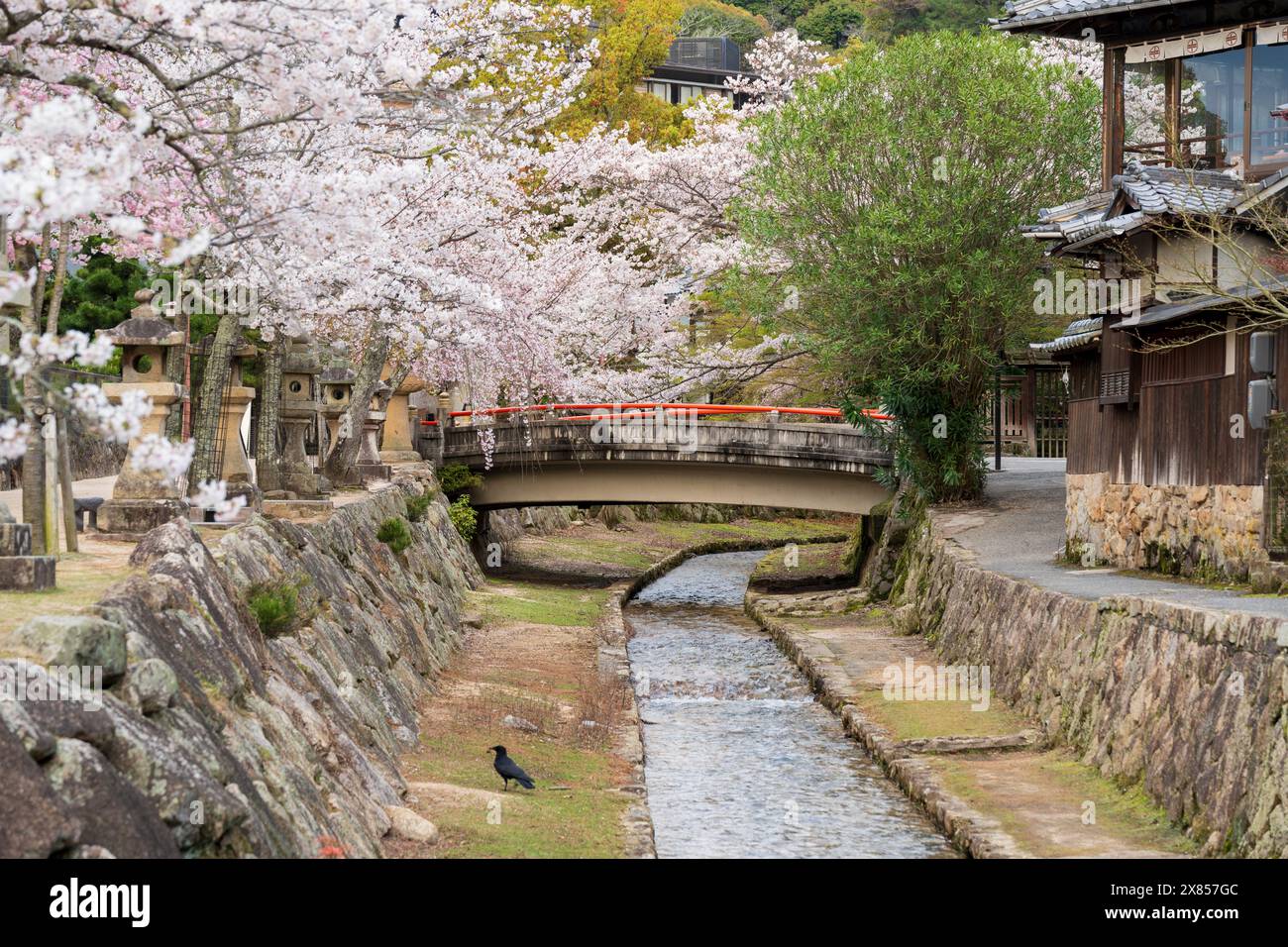 Landscape of Miyajima Island with cherry blossoms along the canal and ...