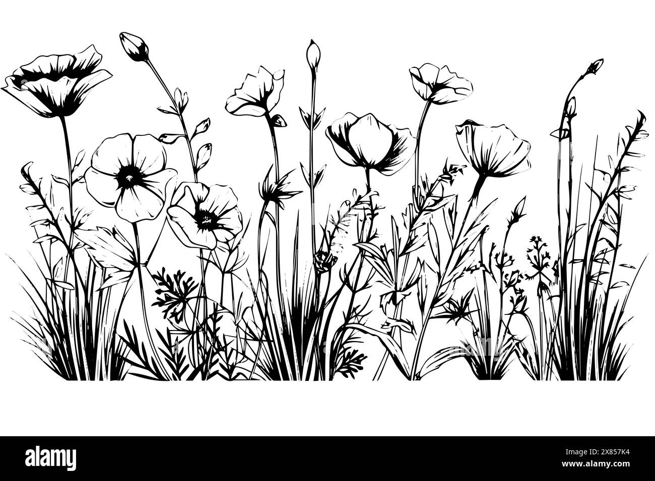 Hand drawn ink sketch of meadow wild flower landscape. Engraved style ...