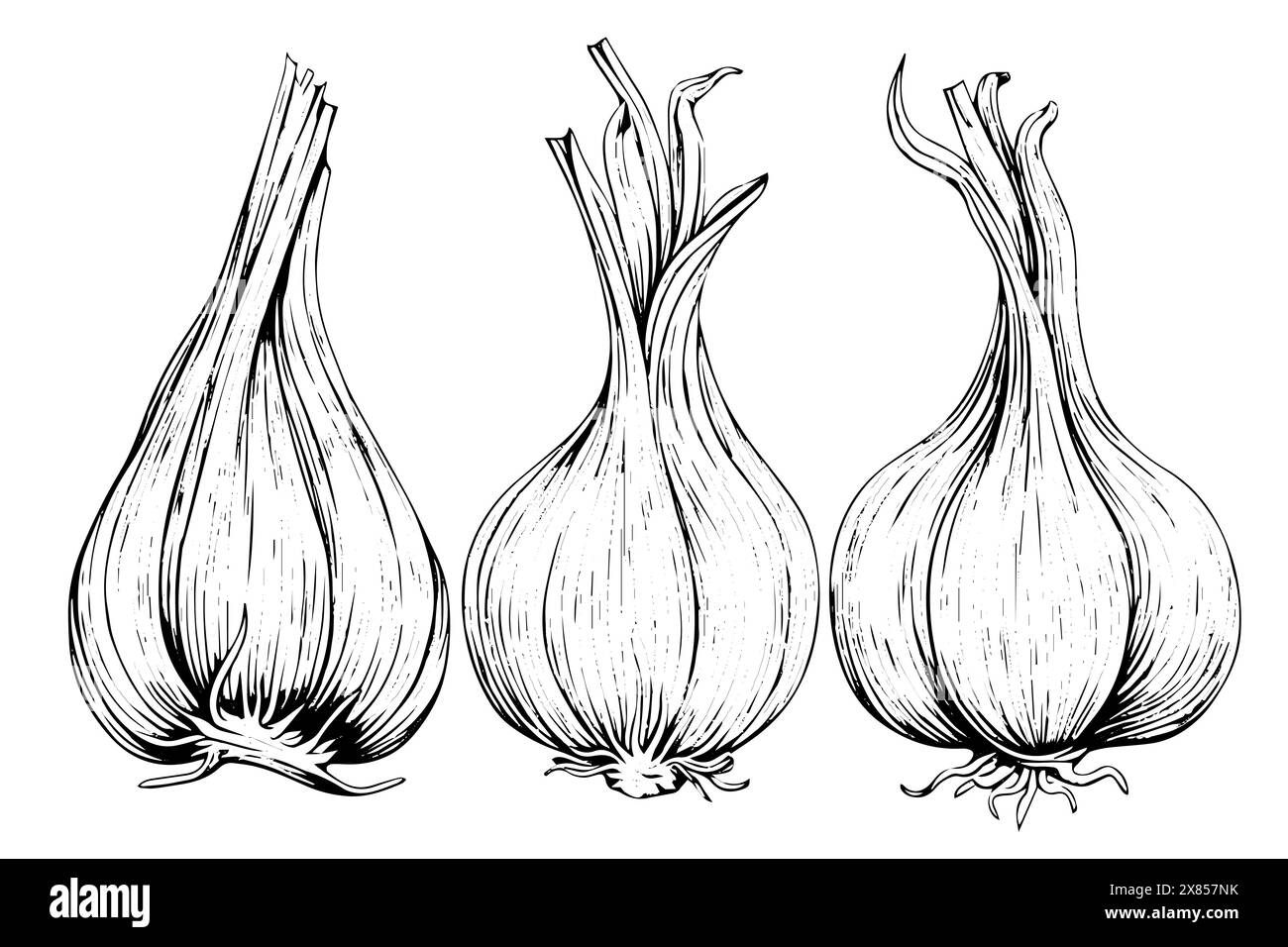 Vintage Vector Hand-Drawn Garlic Sketch: Illustration of Cloves and ...