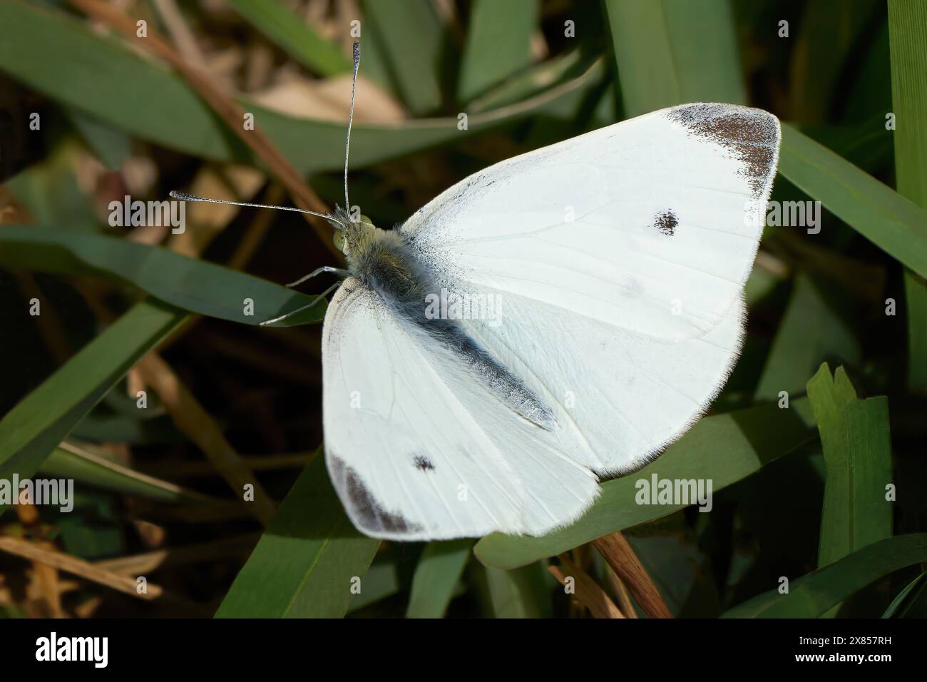 Small White (Pieris rapae) butterfly close-up on blades of grass Stock ...
