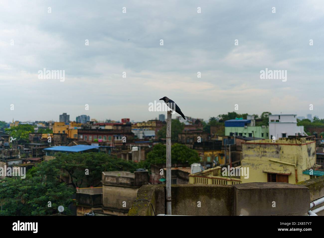 A crow sits on a pole with the city of Kolkata in the background ...