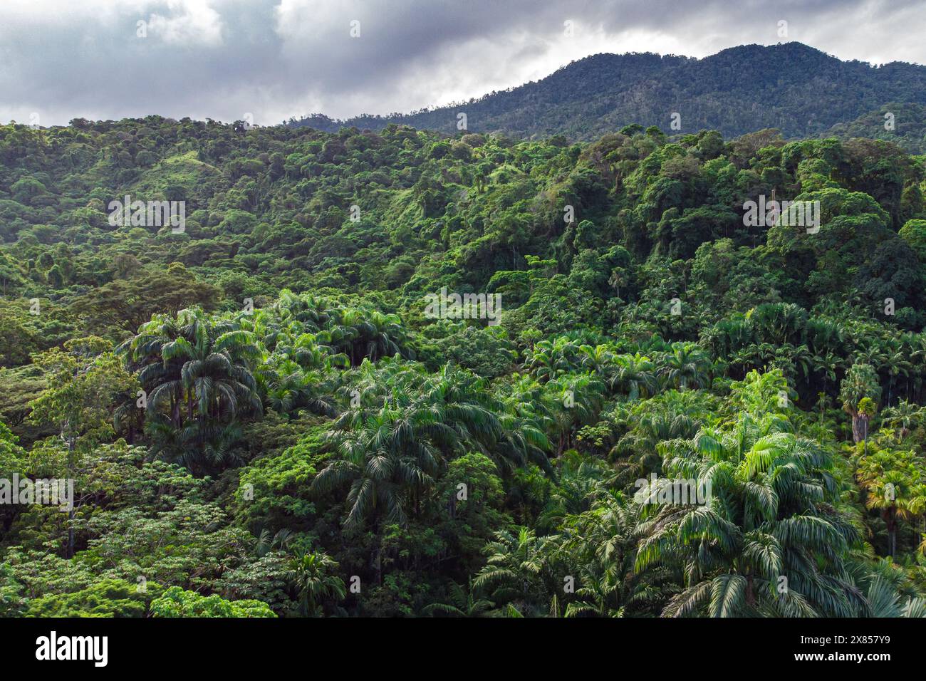 Aerial view of pristine tropical jungle in Venezuela, with hills and ...