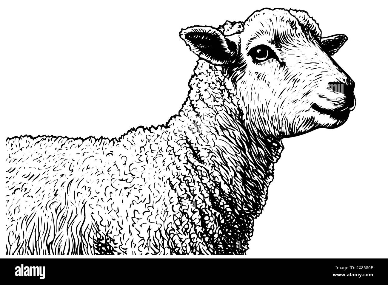 Cute sheep hand drawn ink sketch. Engraved style vector illustration ...