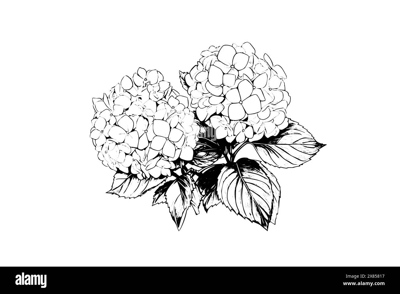 Hand drawn ink sketch hydrangea flowers. Vector illustration in ...